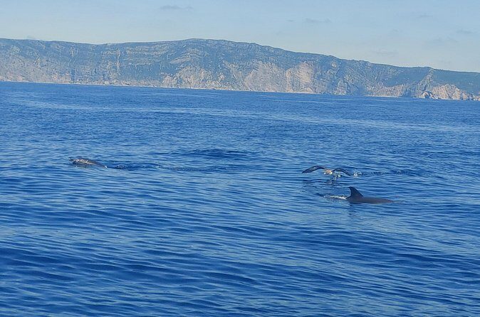Dolphin Watching in Sesimbra - FAQ