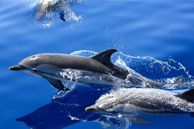 Dolphin Watching Mini Cruise and Snorkeling from Lanzarote - Introduction: What This Tour Offers