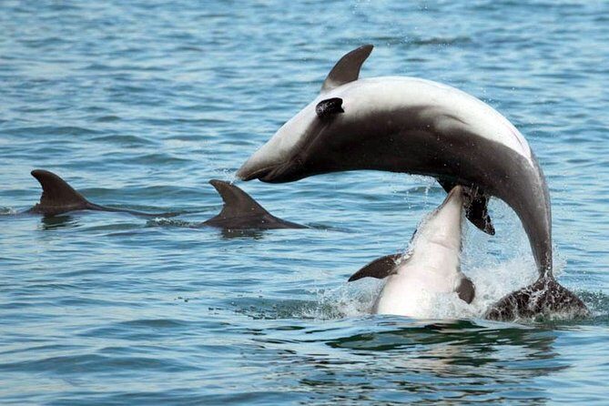 DOLPHIN WATCHING | Pula Boat - Who Is This Tour Best For?