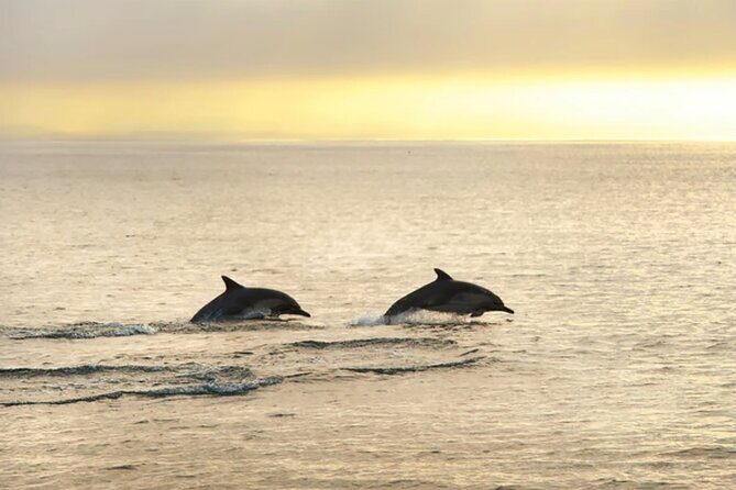 Dolphin Watching Tour  85% Chance  Drinks & Dinner Included - FAQs