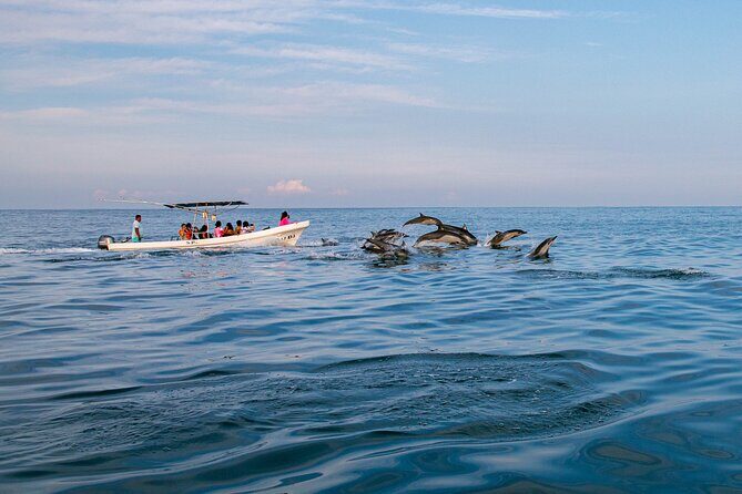 Dolphin Watching Tour - Equipment and Comfort