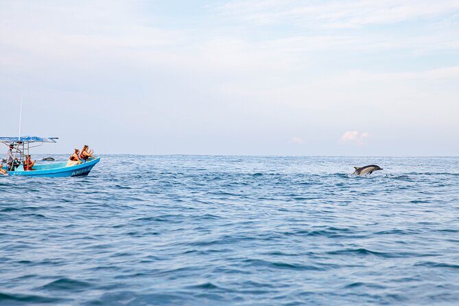 Dolphin Watching Tour - Practical Details and Tips