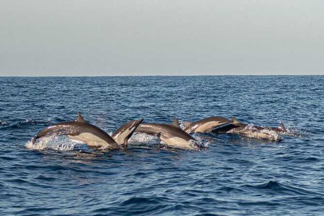 Dolphin Watching Tour - Final Thoughts: Who Should Consider this Tour?