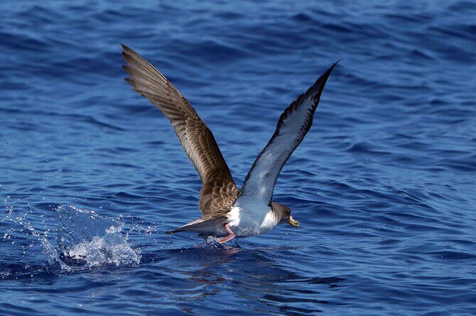 Dolphin - Whale - Turtle - Bird Watching - Who Should Sign Up?