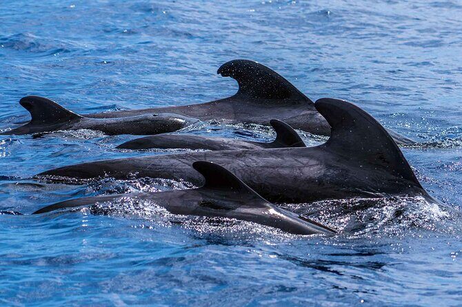 Dolphin - Whale - Turtle - Bird Watching - The Sum Up