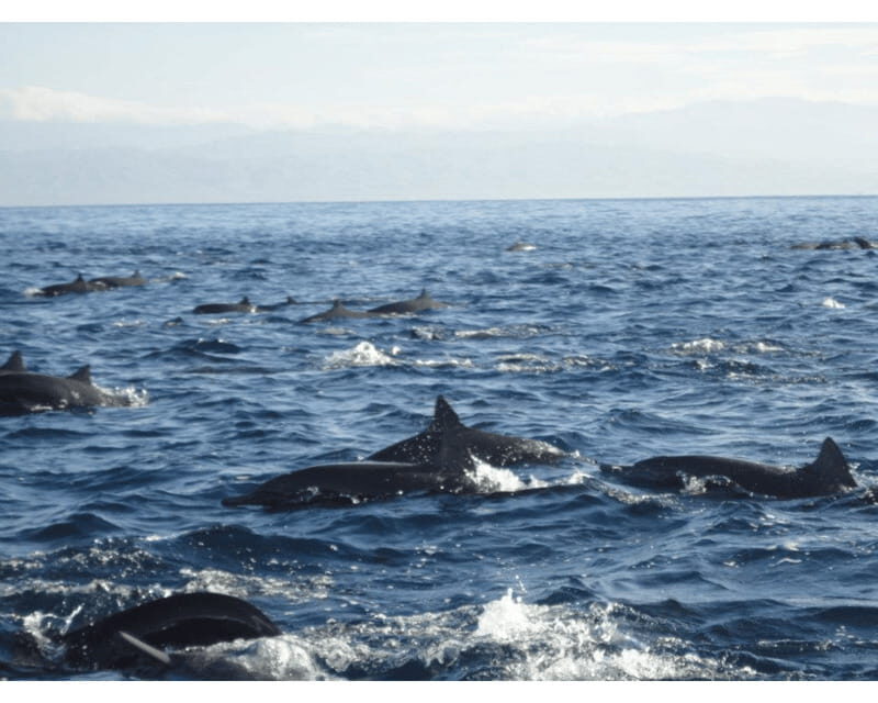 Dolphins and whales watching in Puerto Escondido. - Who Should Consider This Tour?