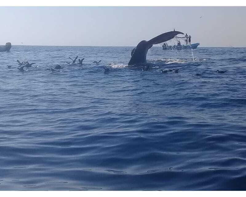 Dolphins and whales watching in Puerto Escondido. - Final Thoughts