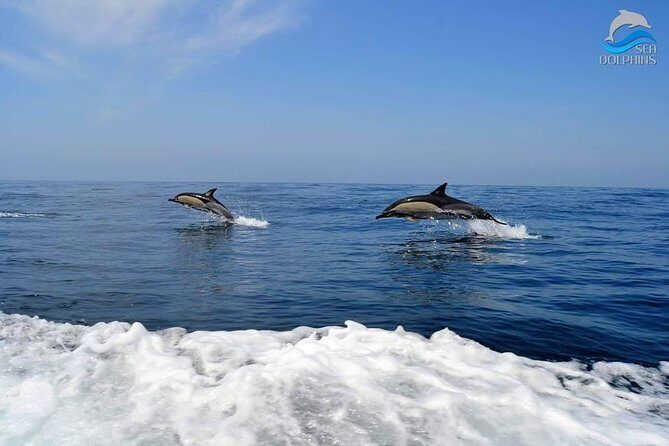 Dolphins Watching - Booking and Practicalities
