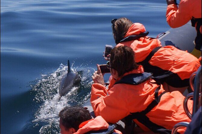Dolphins Watching - Who Would Love This Experience?