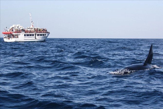 Dolphins Watching in Gibraltar - Day Trip from Seville - Who Should Consider This Tour?