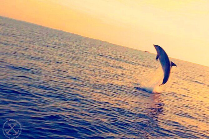 Dolphins Watching in the National Park Brijuni from Pula - The Sum Up