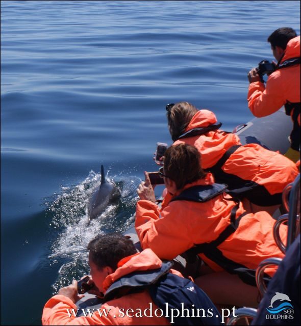 Dolphins Watching - Portimão - An In-Depth Look at the Dolphins Watching Experience in Portimão
