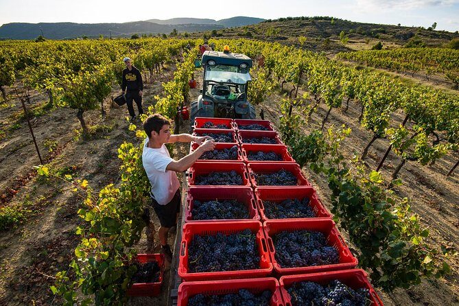 Domain visit - Exploring Château de la Selve: A Balance of History, Wine, and Authenticity