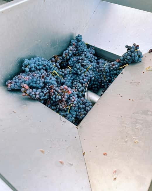 Domodossola: Savor Wines & Local Treats in a Scenic Vineyard - FAQ