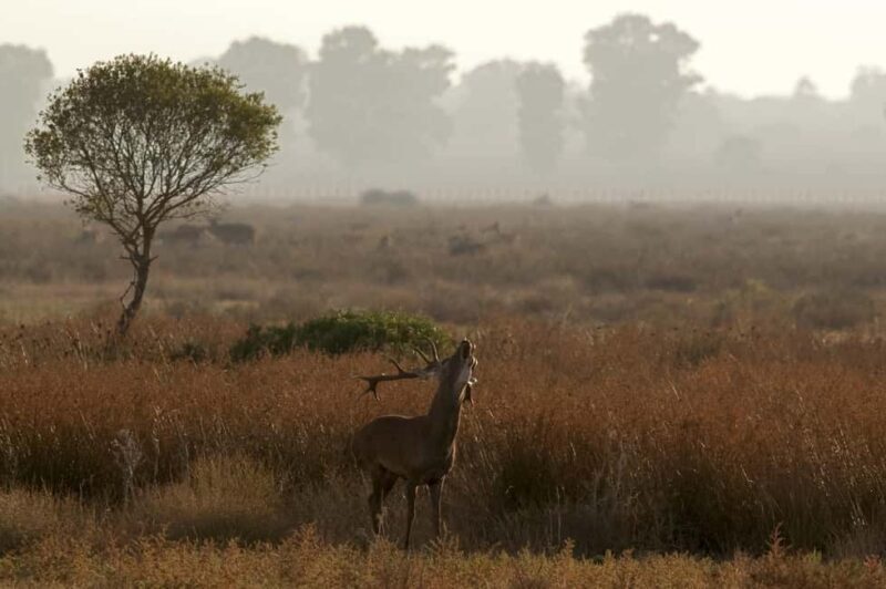 Doñana: 4x4 Excursion and Exclusive Access to Coto del Rey - Who Is This Tour Best Suited For?