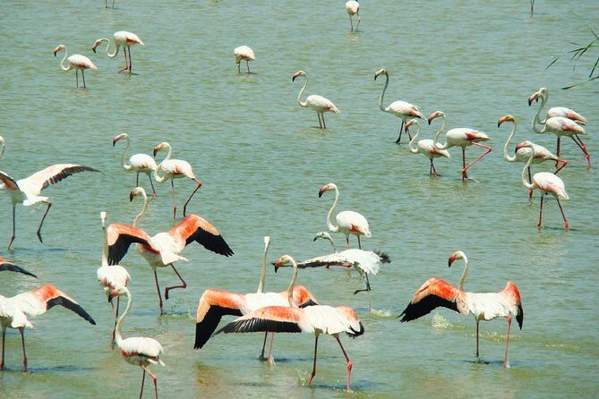 Donana National Park: Guided Day Tour from Seville - Key Points
