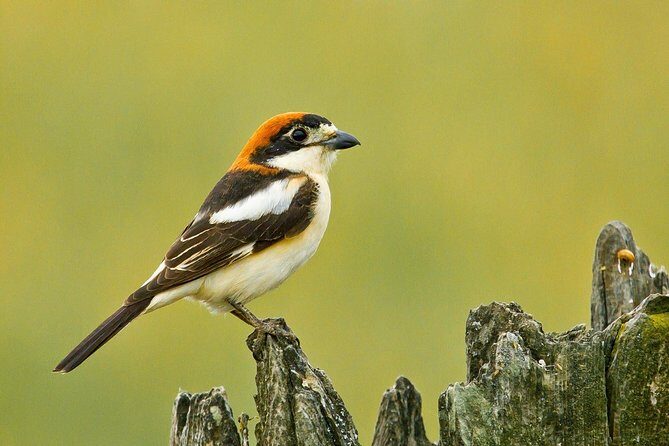 Donana National Park & Matalascanas Guided Tour from Seville - Key Points