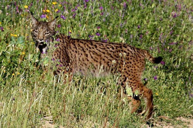 Donana National Park & Matalascanas Guided Tour from Seville - A Detailed Look at the Tour Experience