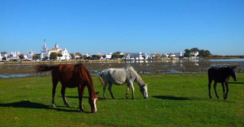 Doñana National Park Off-Road Tour from Seville - FAQ
