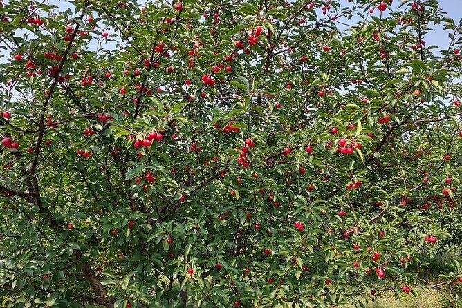 Door Countys Northern Peninsula: A Self-Guided Drive - FAQ