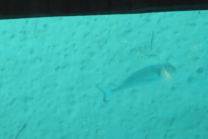 Dory's Glass Bottom Boat Adventure in Pserimos and Pserimos Beach - The Sum Up