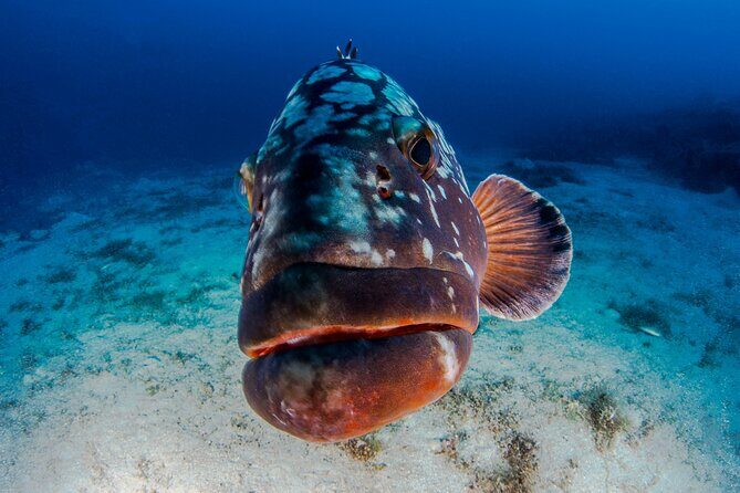 Double Dive Elba Island - Key Points