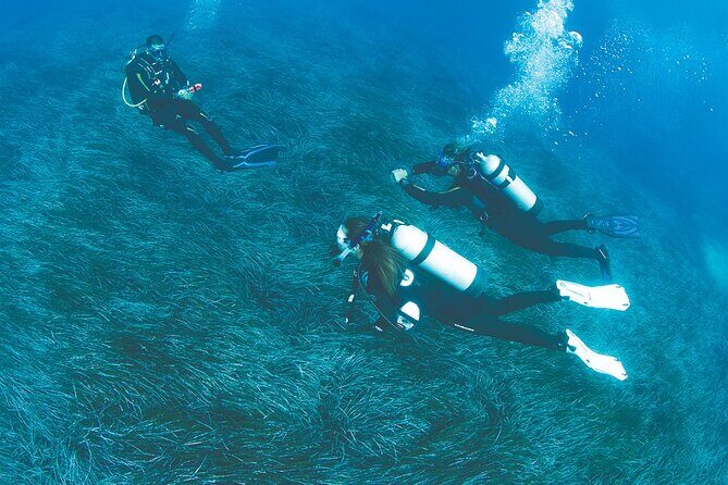 Double Dive in the Bay Park for certified divers - A Deep Dive Into the Experience