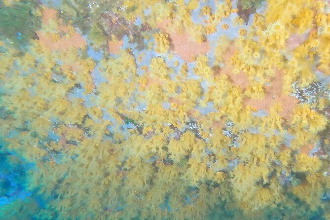 Double dive in the Capo Carbonara Marine Protected Area, for patents. - Introduction