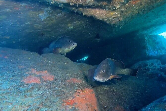 Double dive in the Capo Carbonara Marine Protected Area, for patents. - Itinerary Breakdown — What to Expect