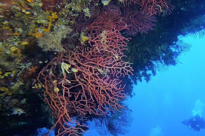 Double dive in the Capo Carbonara Marine Protected Area, for patents. - FAQ