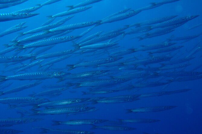 Double dive in the Punta Campanella Marine Protected Area - Frequently Asked Questions