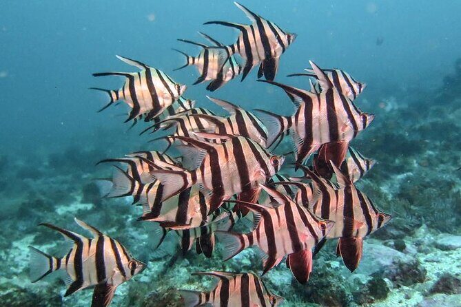 Double Dive to South Solitary Island Coffs Harbour - Authentic Insights from Reviewers