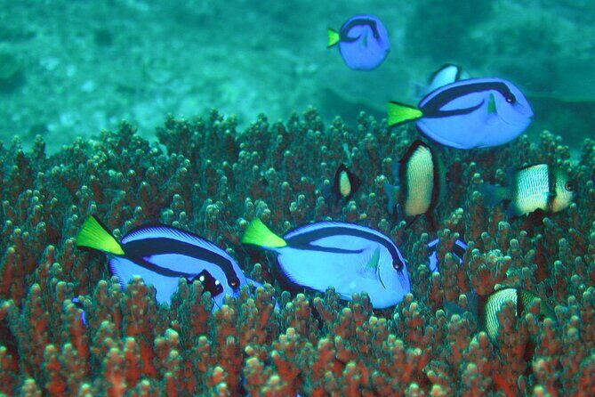 Double Dive to South Solitary Island Coffs Harbour - Practical Tips for Travelers