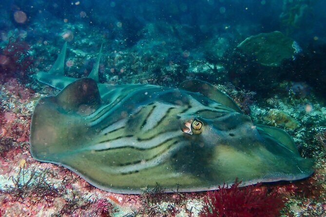 Double Dive to South Solitary Island Coffs Harbour - FAQs