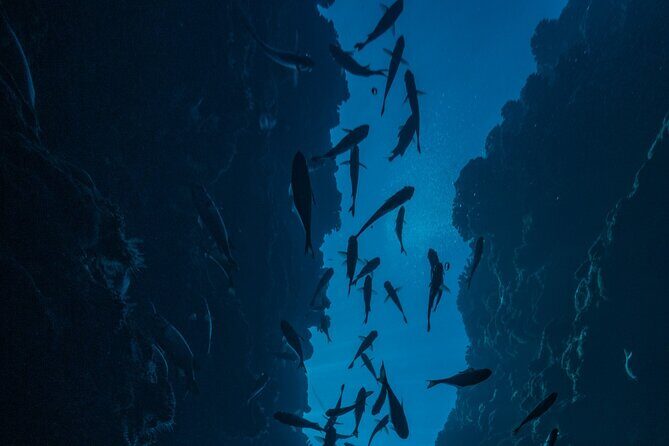 Double Diving Adventure Exploration for Certified Divers - Who Should Consider This Tour?