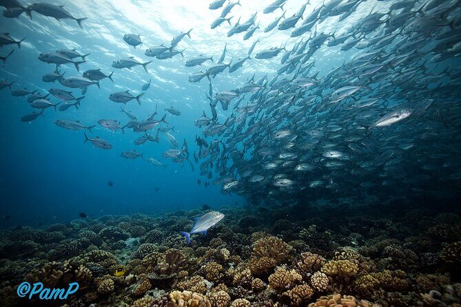 Double Diving Adventure Exploration for Certified Divers - The Sum Up