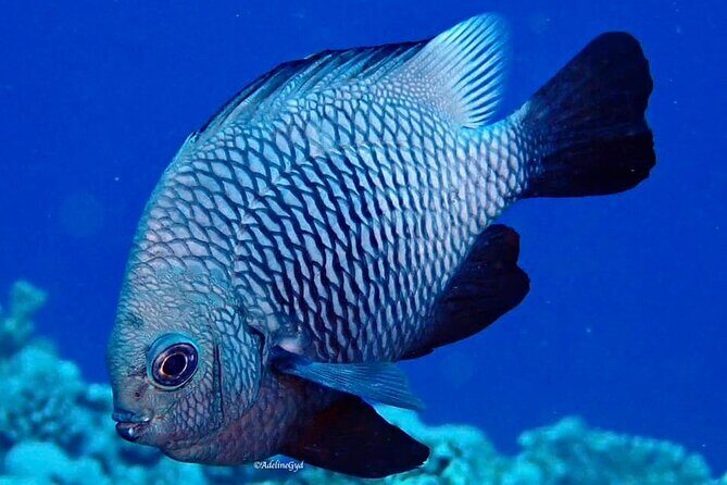 Double Diving Adventure Exploration for Certified Divers - FAQs