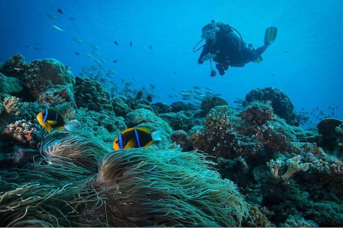 Double dream dive on a Maritime Reserve - Final Thoughts