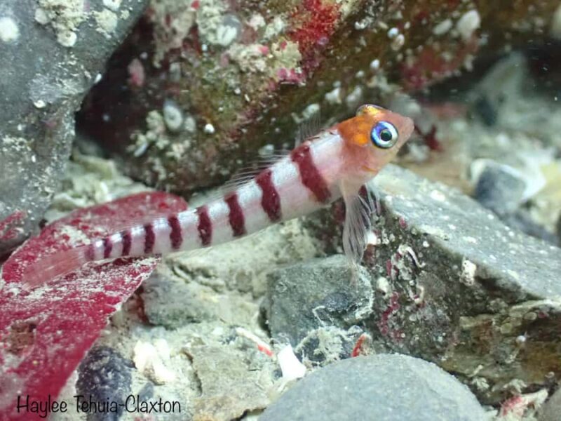 Double Shore Dive with Equipment - Key Points