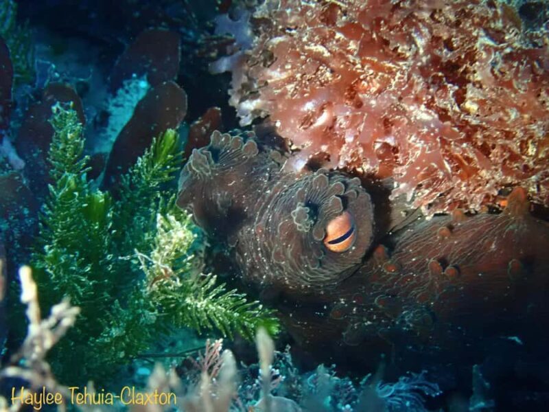 Double Shore Dive with Equipment - Overview of the Experience