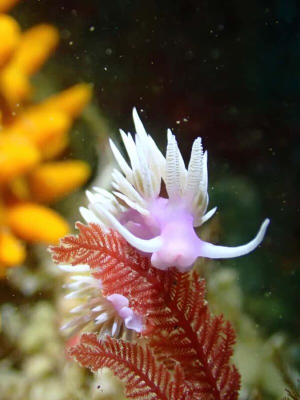 Double Shore Dive with Equipment - The Itinerary in Detail