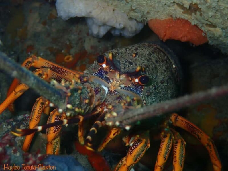 Double Shore Dive with Equipment - Practical Tips for Divers