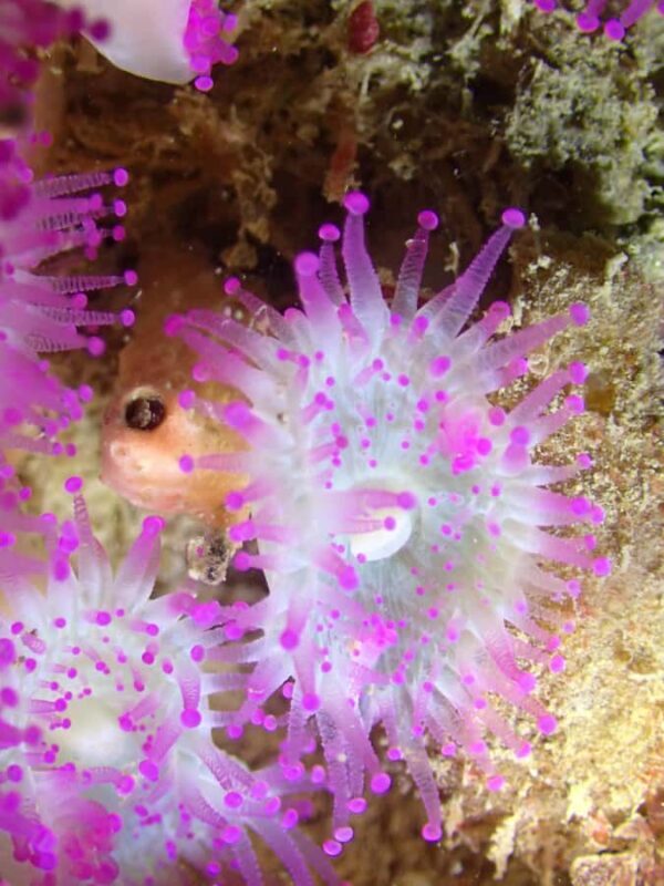 Double Shore Dive with Equipment - FAQs