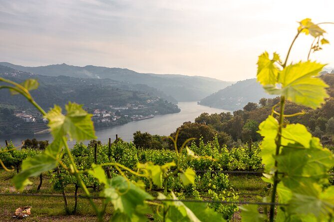 Douro Private Tour with Transport - The Itinerary: What to Expect from the Tour
