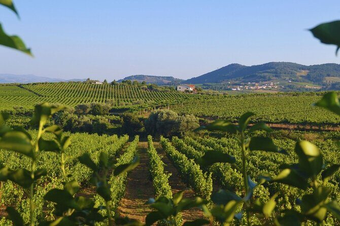 Douro Three Winery Small Group Tour with Lunch and Tastings - A Deep Dive into the Douro Experience