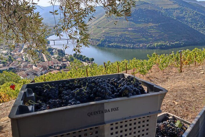 Douro Valley Pinhao Quinta da Foz Tour and Tasting 5 Wines - An In-Depth Look at the Tour