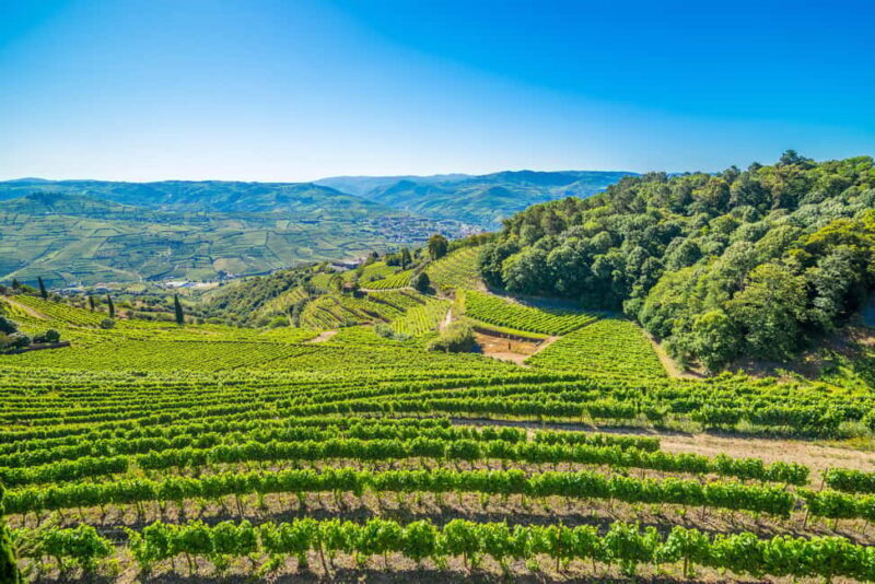 Douro Valley: Private Lunch with Wine & Olive Oil Tasting - Authenticity and Personal Touch