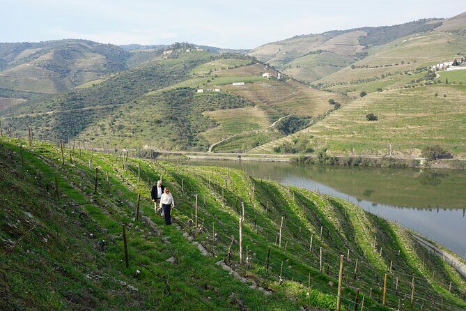 Douro Valley private tour with wine tasting and boat tour - The Final Word: Is It Worth It?