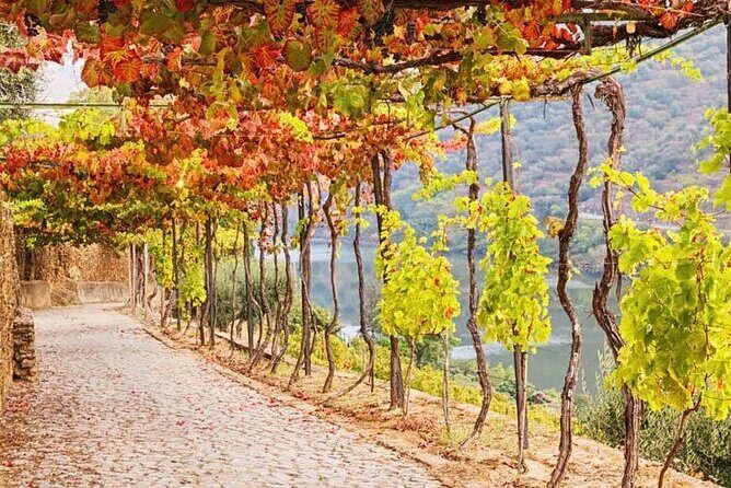 Douro Valley  Private UNESCO Wine & Cultural Experience - Value for Money