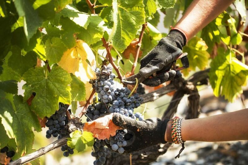 Douro Valley: Quinta de S. Luiz Winery Tour and Tasting - Introduction